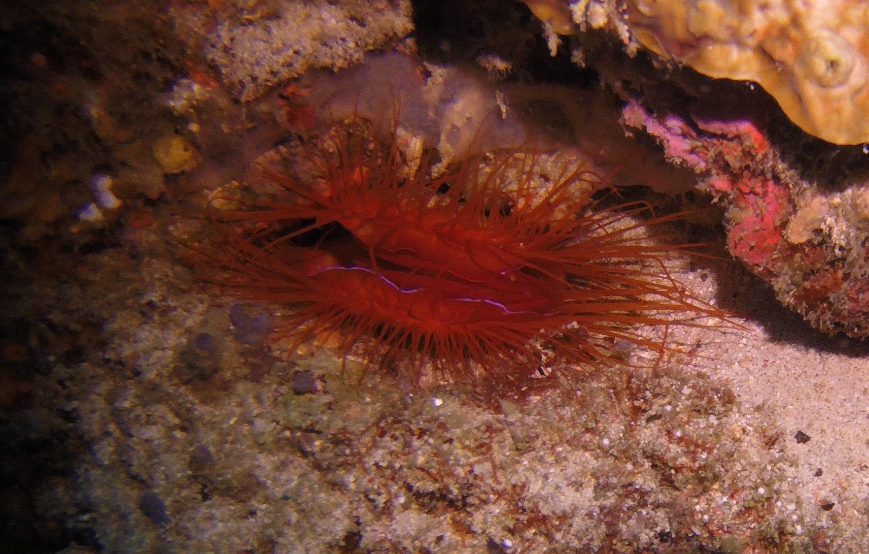 39 Fire Clam | CHUM Social Dive Club
